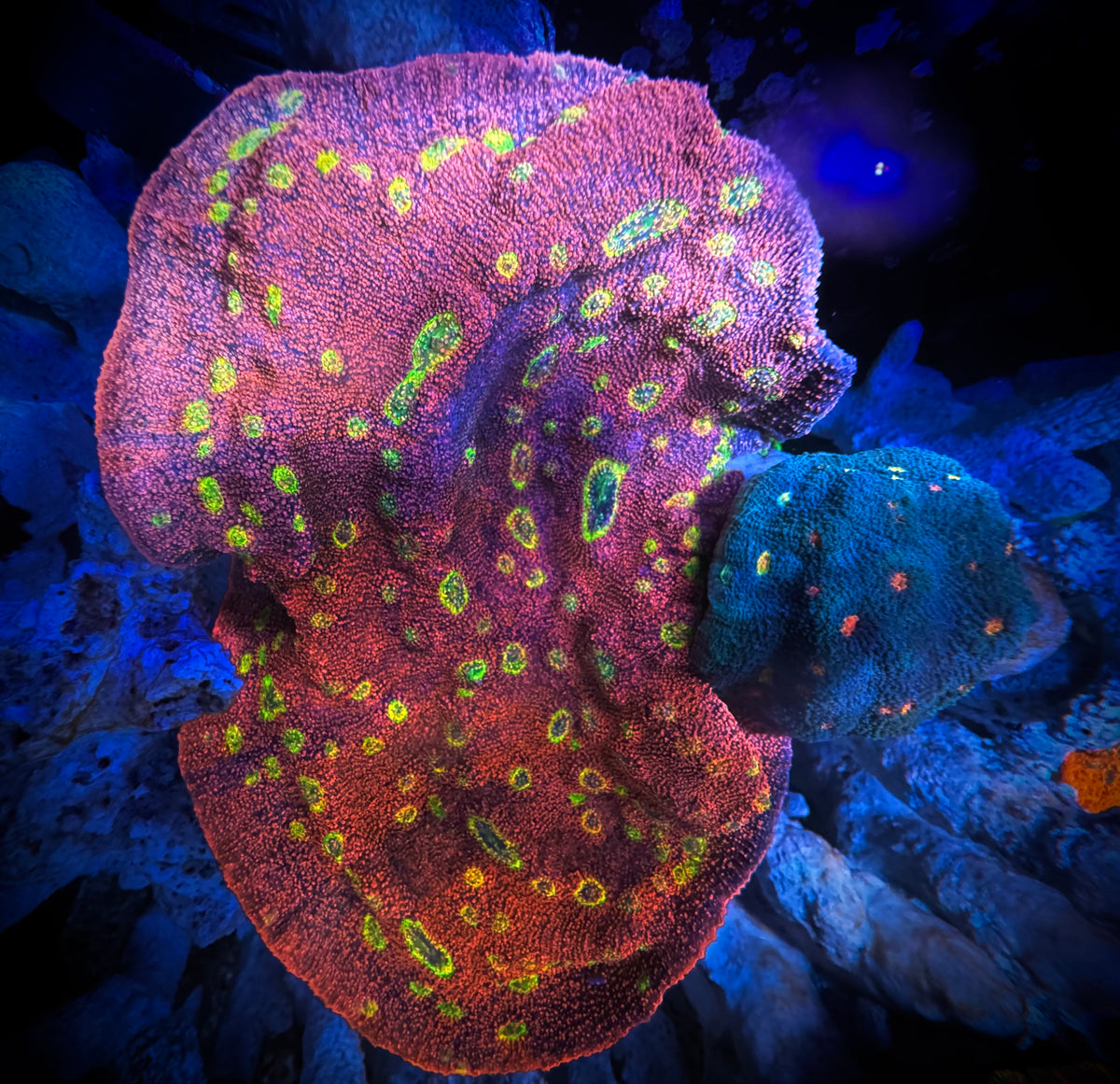 JF Pink Boobies Chalice Frag – Palmetto Reef