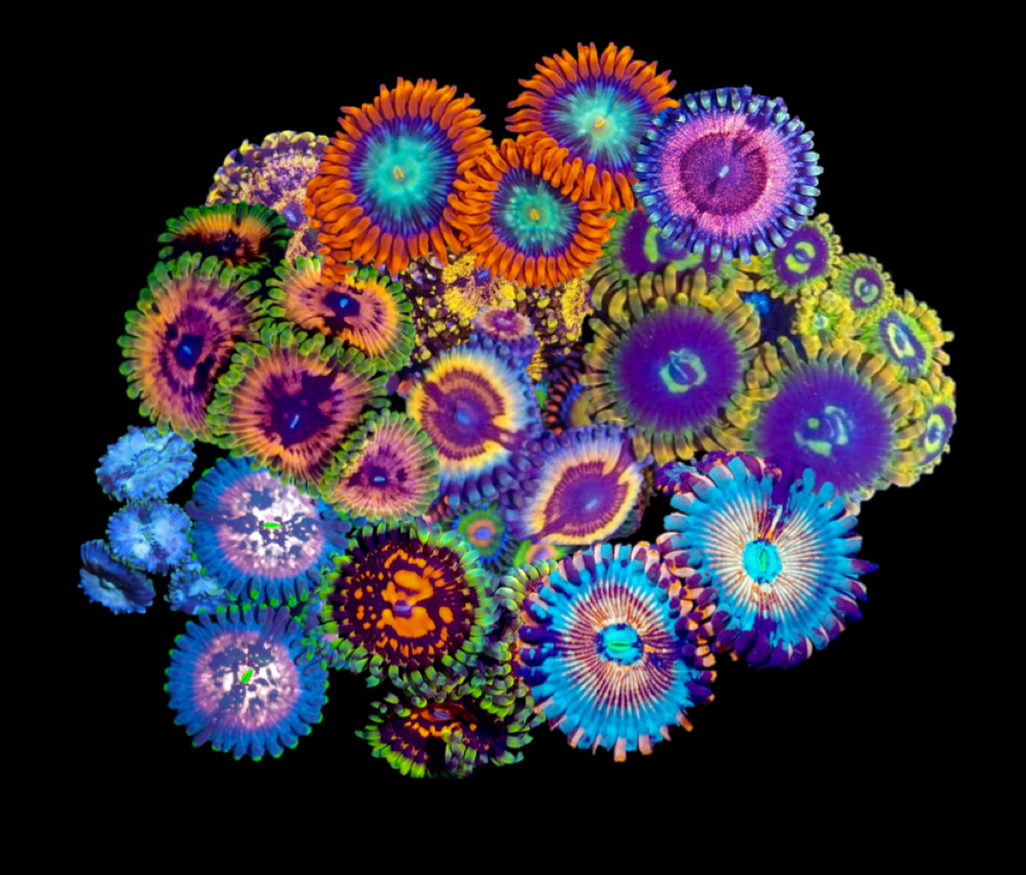 ZOAS & PALYS – Palmetto Reef