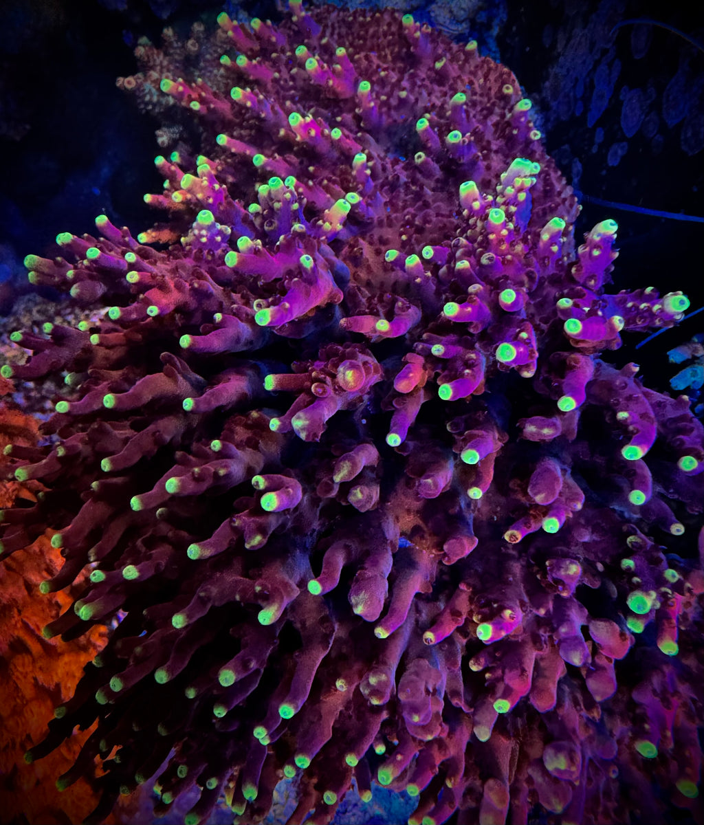 Jason Fox' Fox Flame – Palmetto Reef