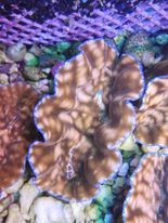 Deresa Clam – Palmetto Reef