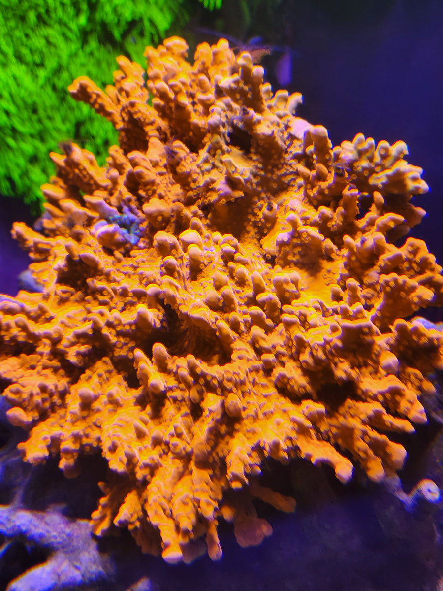 Orange Setosa STOCK – Palmetto Reef