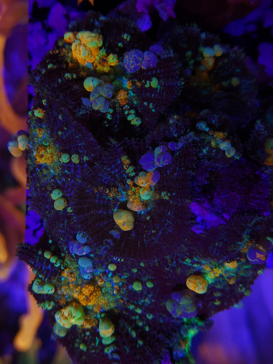 Powerball Bounce Mushroom STOCK – Palmetto Reef